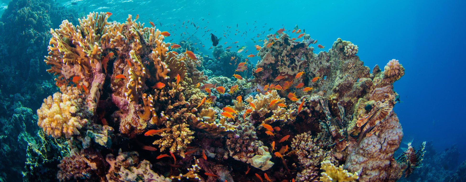 coral restoration Archives | Dream Yacht Worldwide