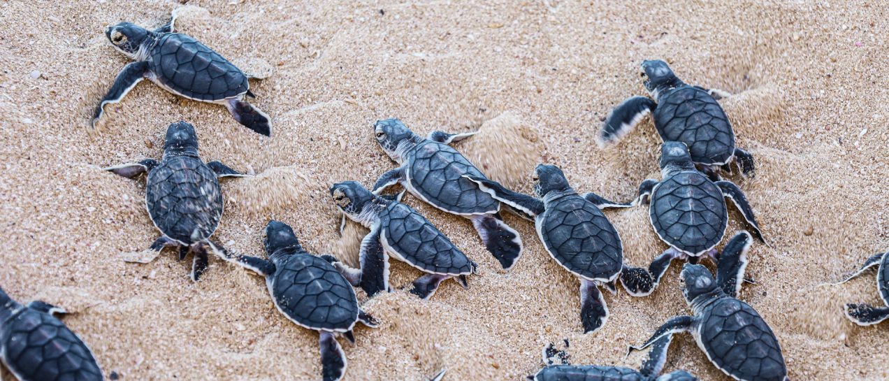 Top Sea Turtle Sanctuaries you can visit while sailing | Dream Yacht ...